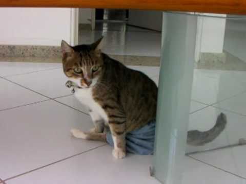 Kitty o gato deficiente.mpg - YouTube