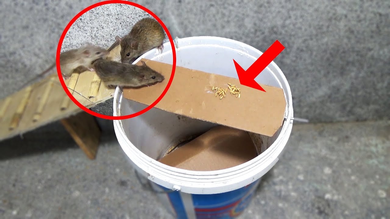 How to Make MOUSE TRAP at Home | Best Mouse Trap Ever - YouTube