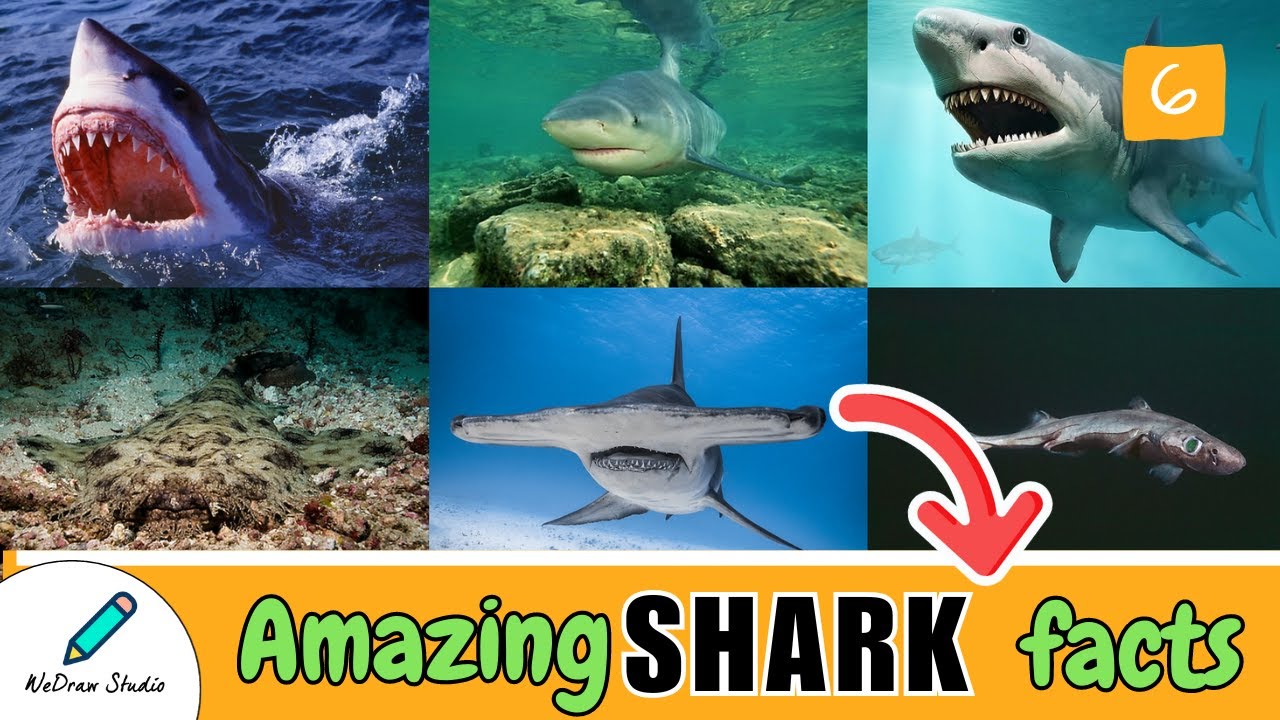 All About Shark ⚡- Amazing Shark Facts, Information & More! - YouTube