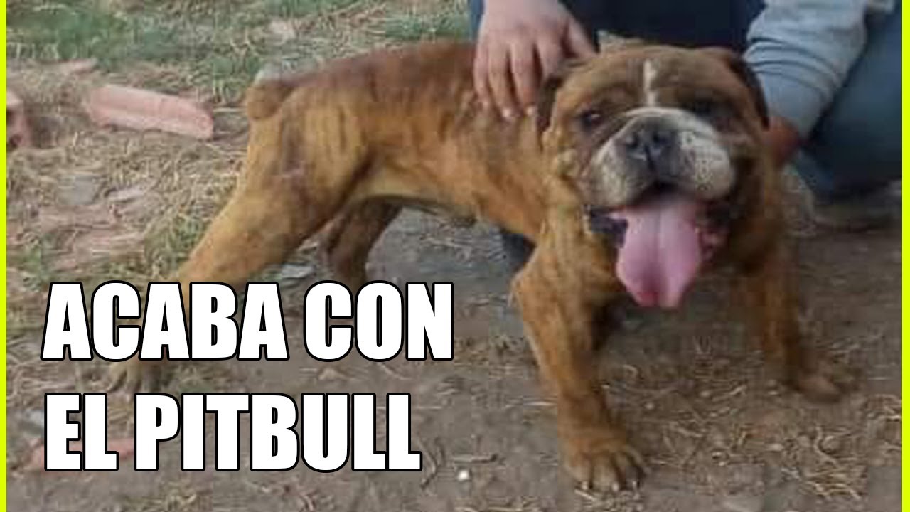 ACABAN DE RESUCITAR AL ANTIGUO PERRO M4TA TOROS, le gana al pitbull ...