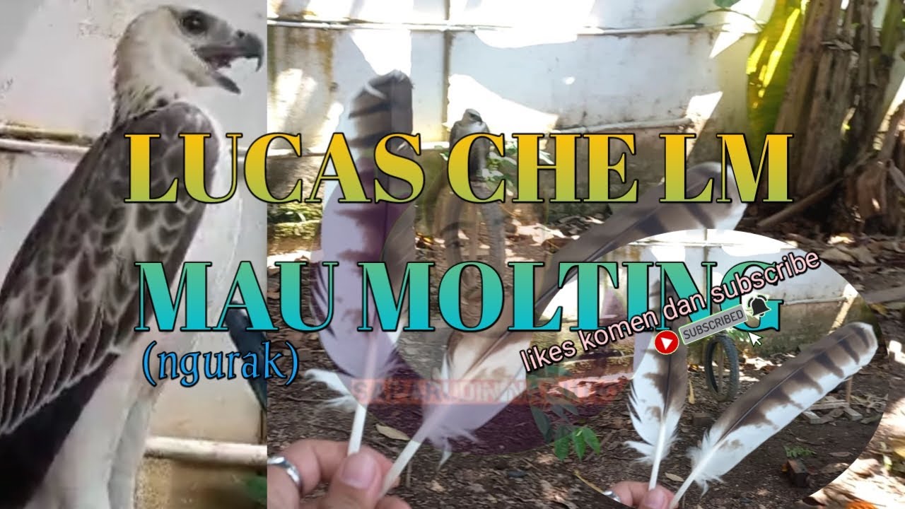 molting che lm //lucas mau ngurak - YouTube
