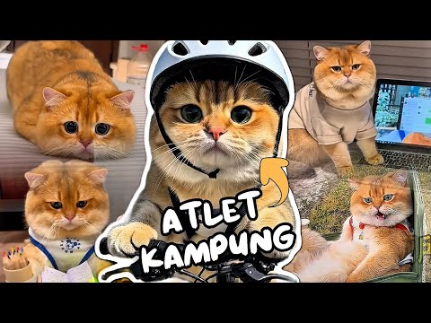 Kompilasi terbaru Kucing Oyen (Cabinet) & Kucing lainnya | dijamin bikin Gemes