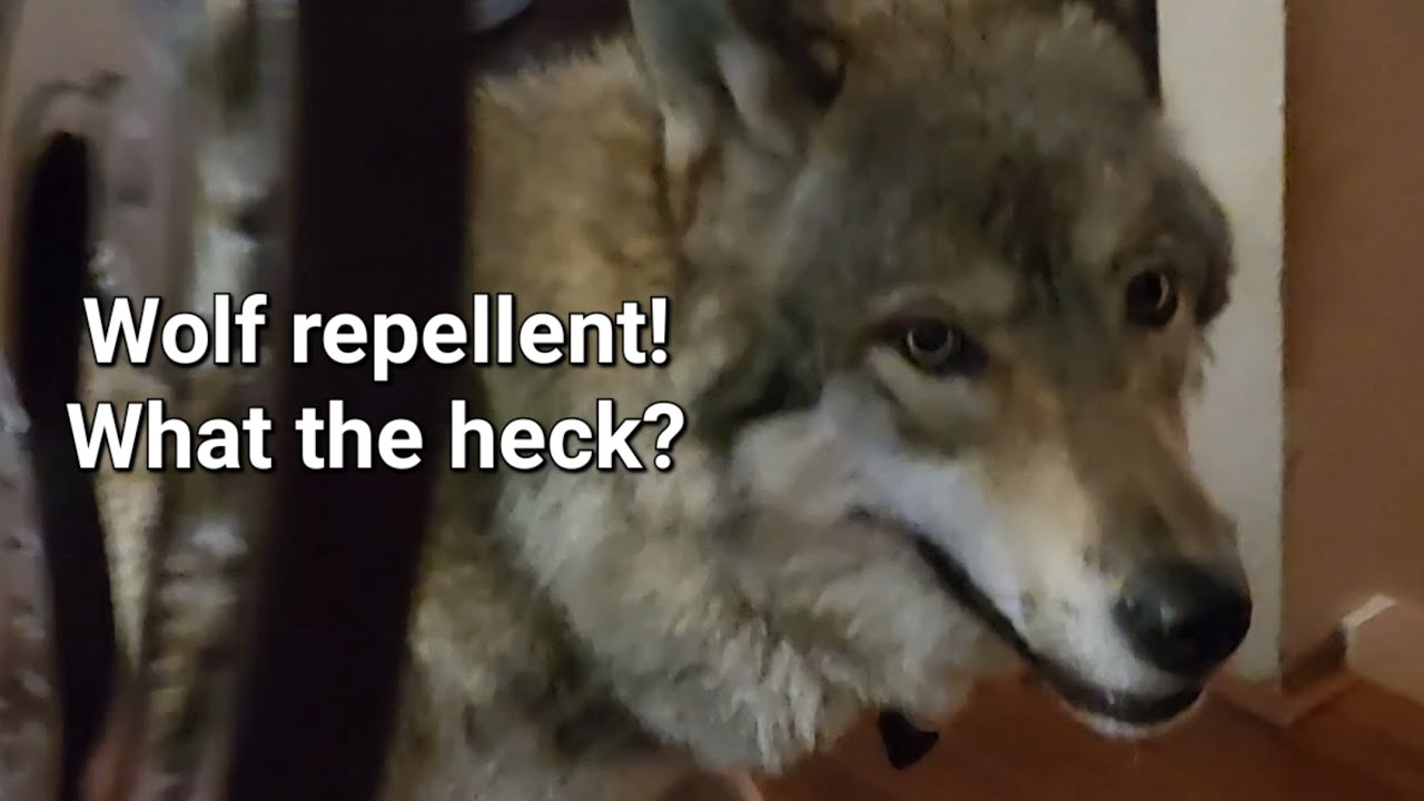 The First Kiss and Wolf Repellent! #petwolf #wolfpup #wolfdog - YouTube