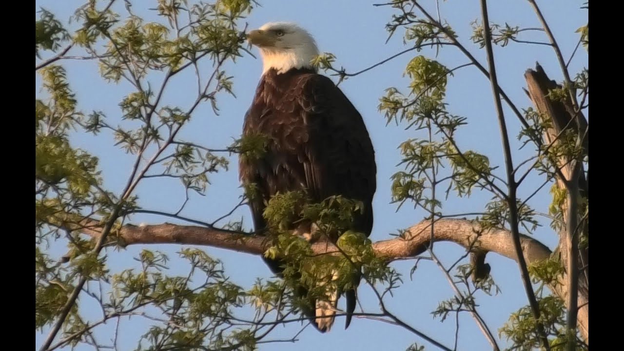 "Mom" Bald Eagle of Centerport 6:25 AM this morning. - YouTube