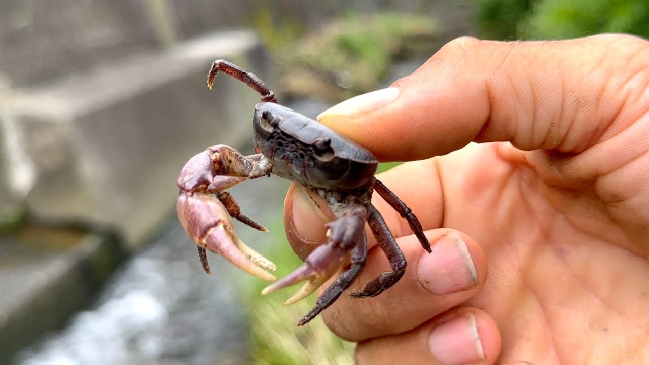 The Most Delicious Crabs You’ve Never Heard Of! (Sawagani Catch & Cook ...