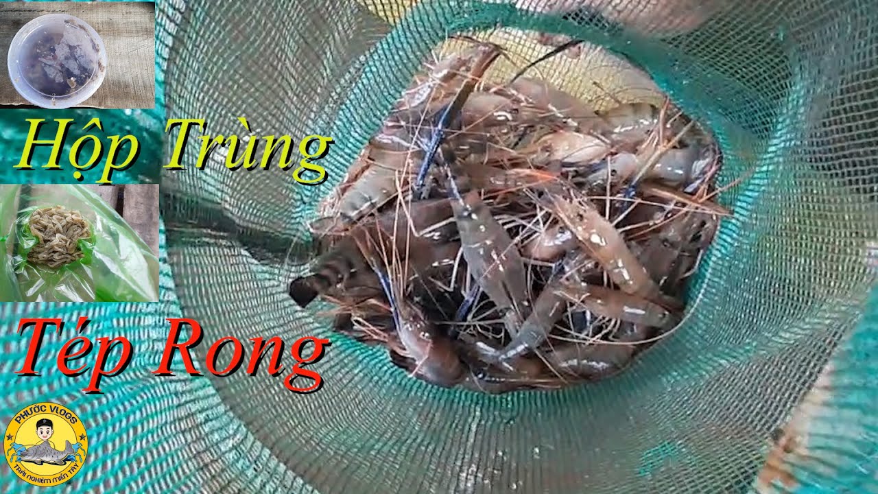 Trúng Tôm !!! Câu Tôm Bằng Mồi Tép Rong | Phước Vlogs - YouTube