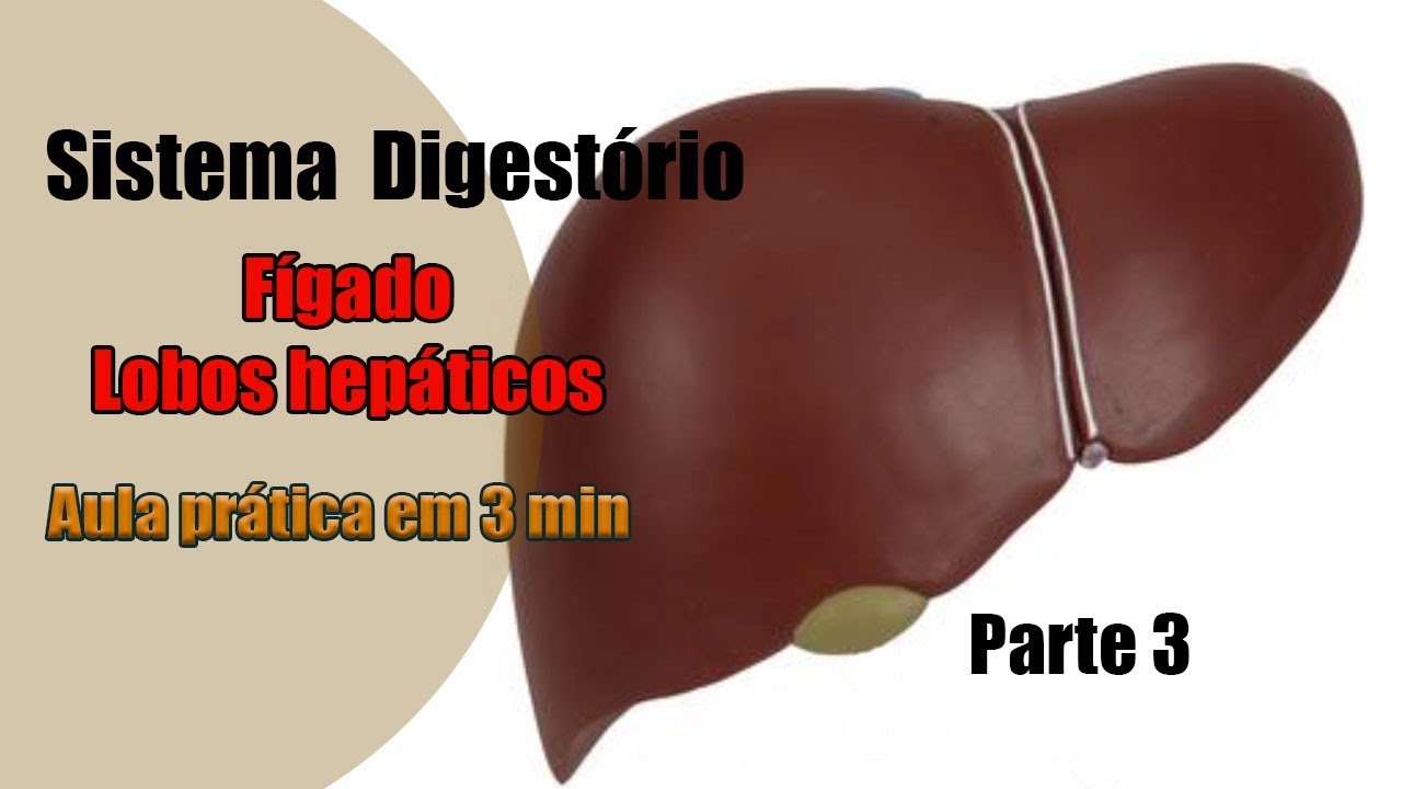 Lobulos Da Anatomia Do Figado Fígado: Características Gerais,