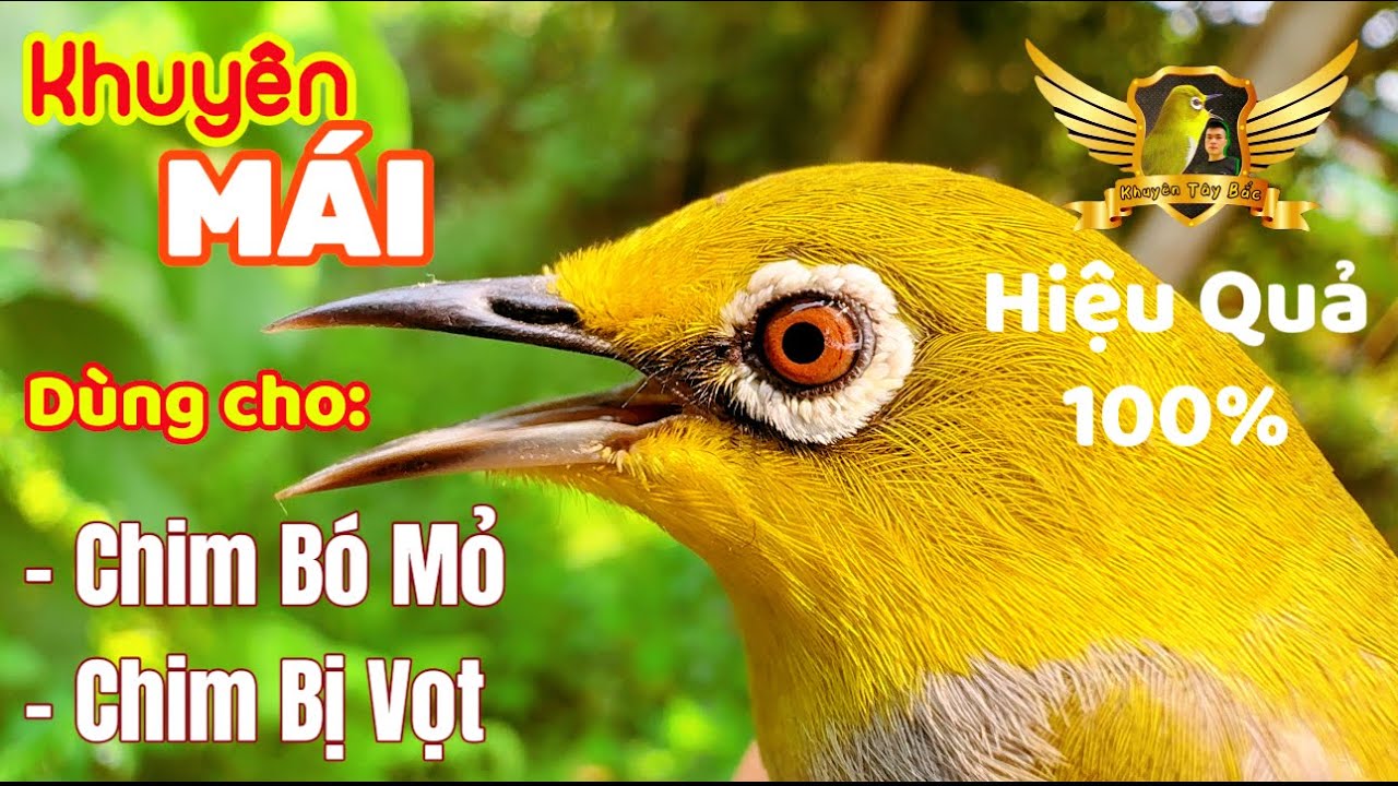 Mái VIP - Thúc LIÊN TỤC - Kích Thích CHIM LÍU ĐẤU -File Dành Cho Chim ...