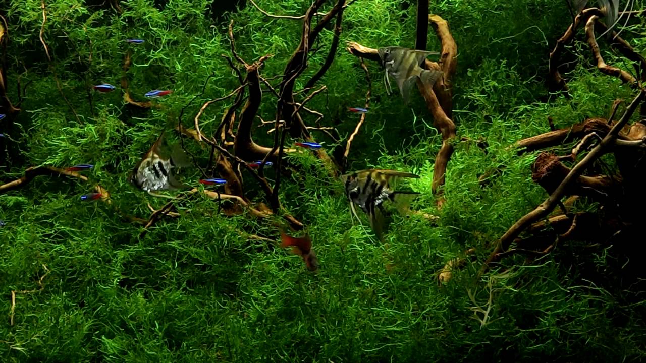 Java Moss tank-Jungle . мшарник аквариум - YouTube