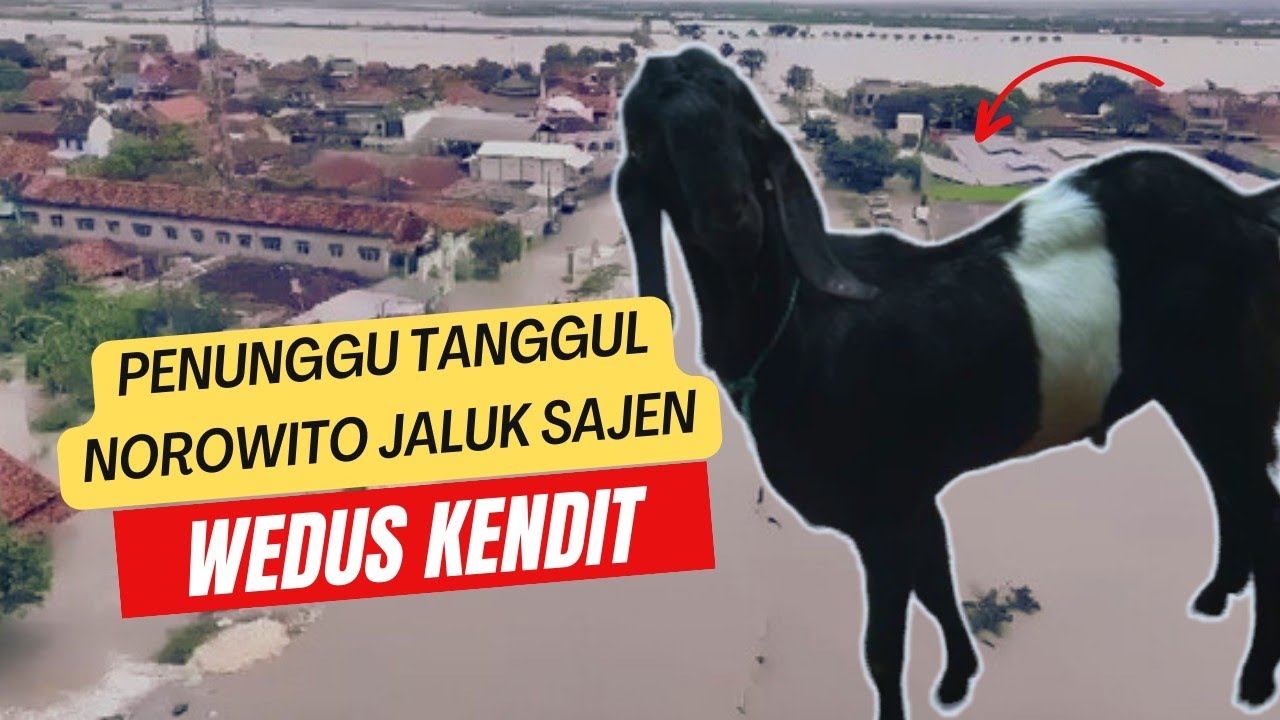 WEDUS KENDIT LENGKAPI RITUAL PENUTUPAN TANGGUL JEBOL DI DEMAK - YouTube