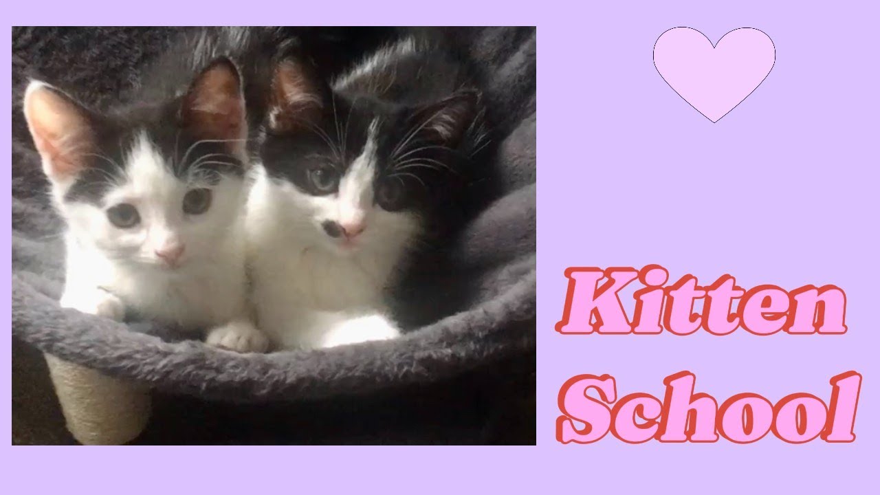 Cute *KITTENS* Video, Kitten School, Kittens Play time! - YouTube