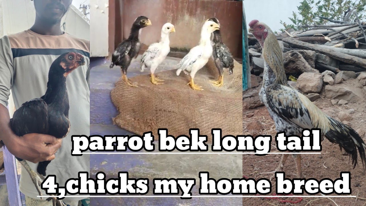 Parrot bek long tail chicks total 4 my home breeds, #murgi #beak # ...