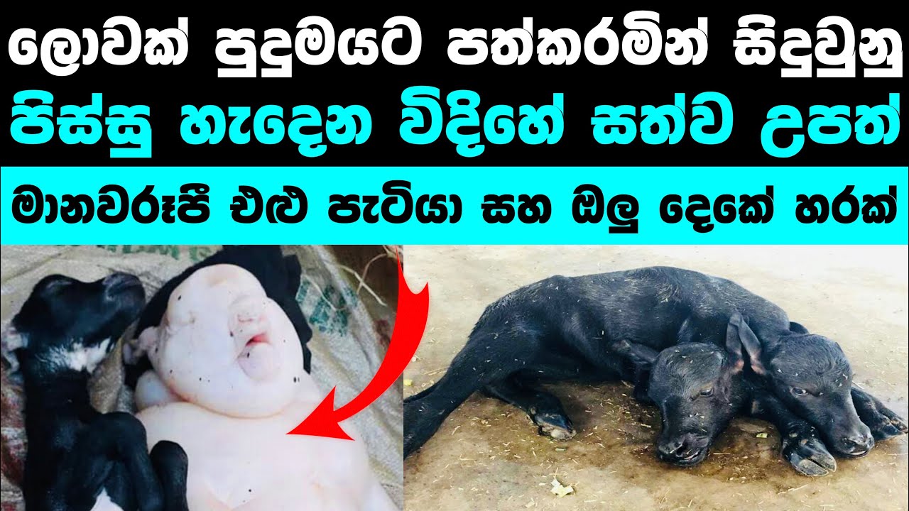 Craziest Animal Births Caught craziest-animal-births-caught