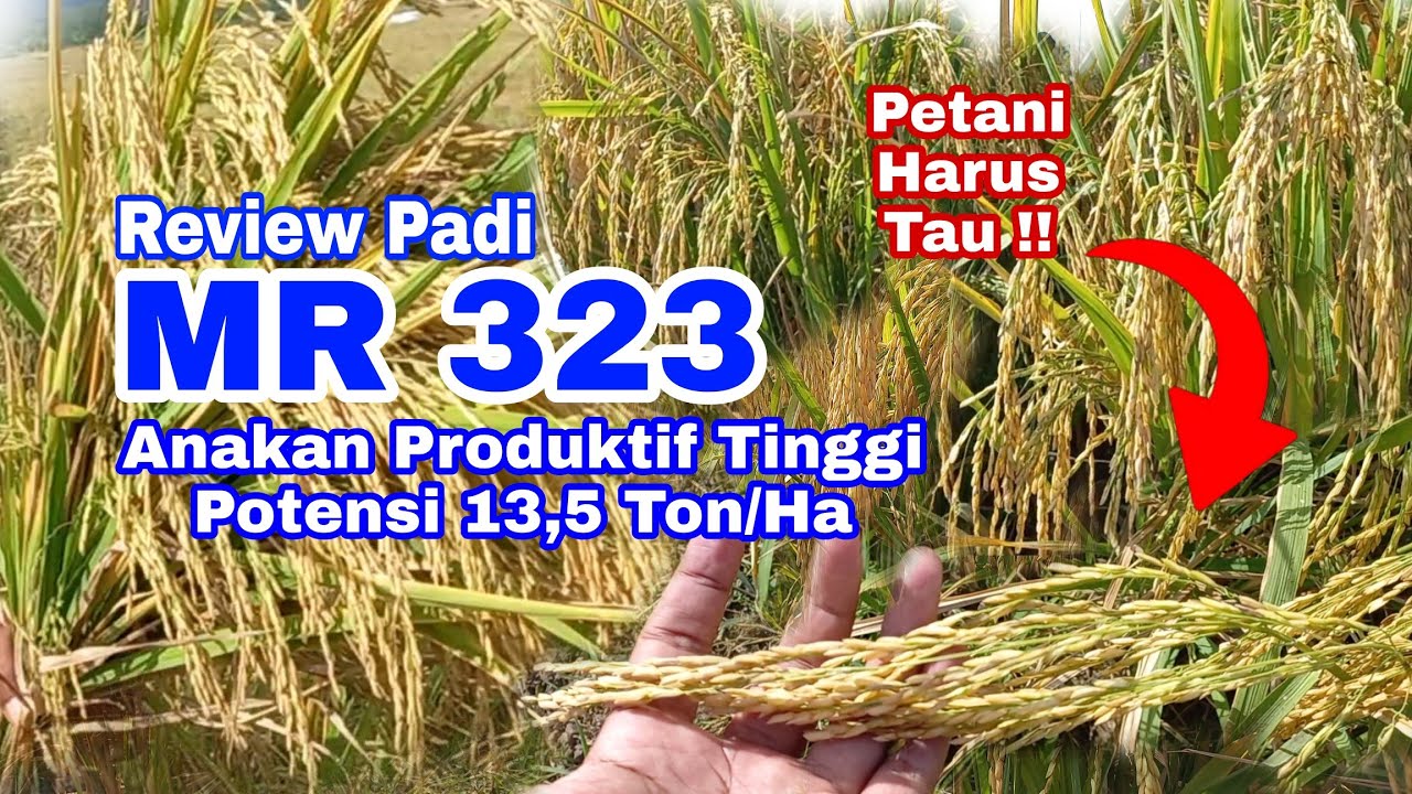 Review Padi MR 323 Anakan Produktif Tinggi, Potensi Hasil 13,5 Ton/Ha ...