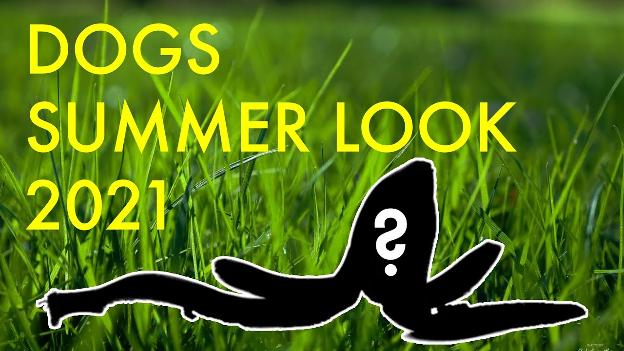 Dogs Summer Look 2021 - YouTube