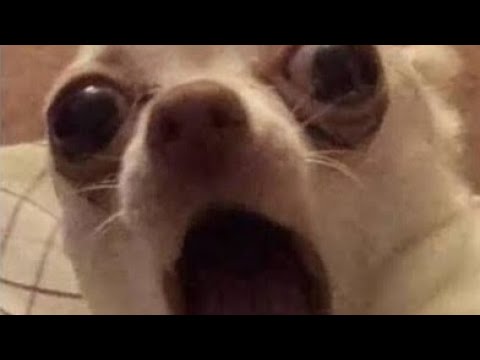 Some Dogo memes to make your day