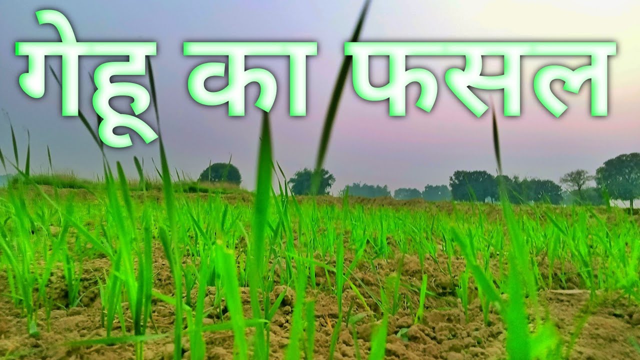 गेहू का फसल - YouTube