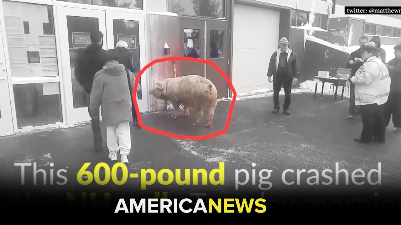 600 Pound Pig Tries To Vote In New Hampshire - YouTube