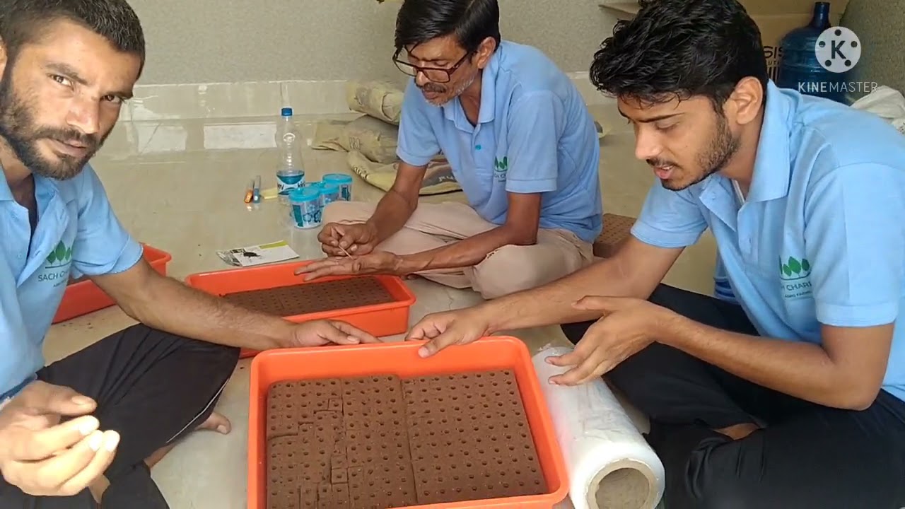 How To Germinate Seed For Hydroponics Hydroponics Mai Seed Kaise