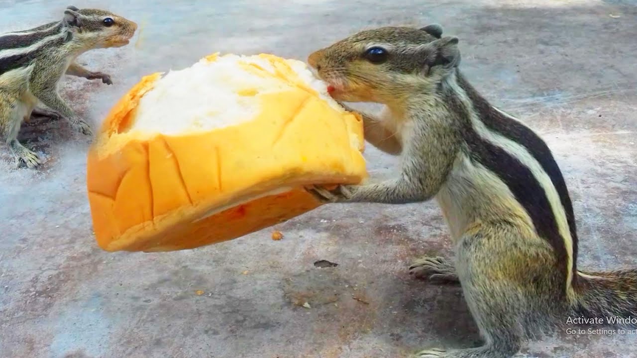 Funny Squirrel Moments: Cute and Comical Rodent Antics - YouTube