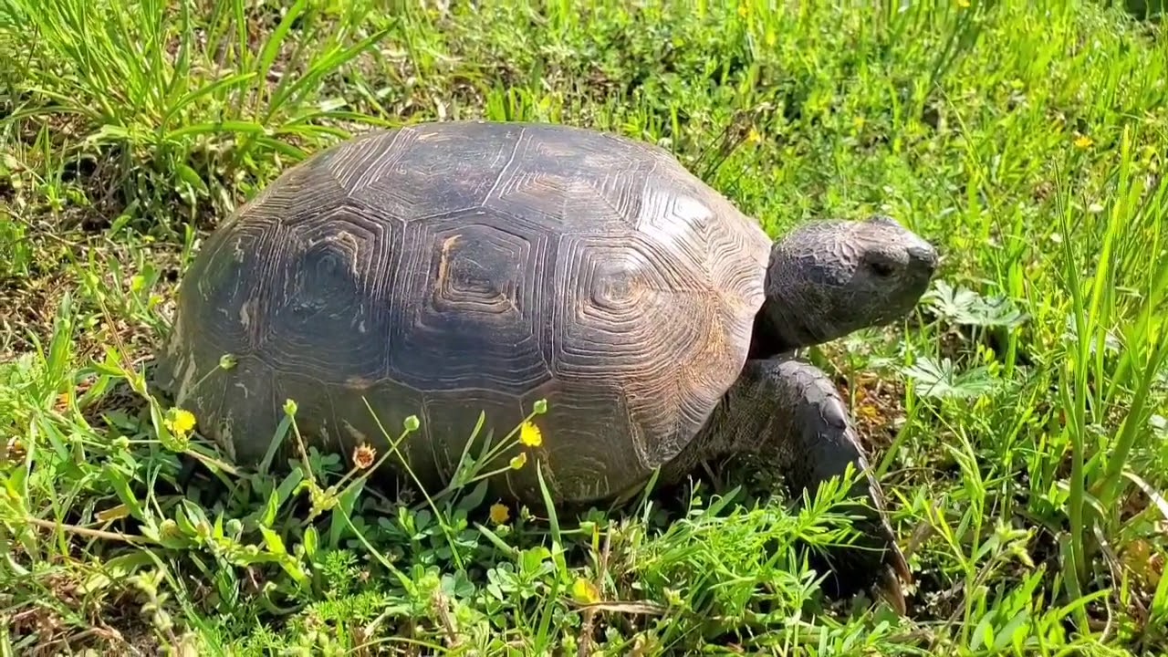 Gopher Tortoise Day 2020 with 3-Legged Tortoise - YouTube