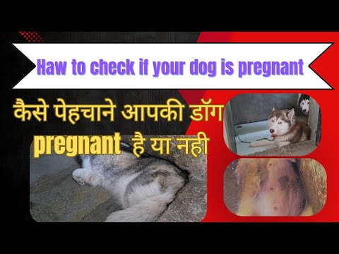 Female Dog Pregnant Hai Kaise Pata Kare ||Haw to check pregnancy of dog || pregnant dog symptoms￼?