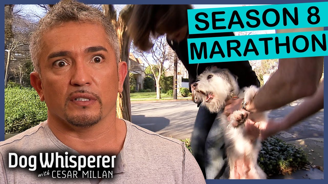 3 Hours of Dog Whisperer With Cesar Millan! - YouTube