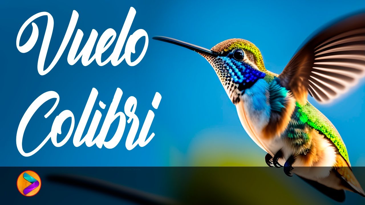 SONIDO ALAS VUELO DE COLIBRI/ AMBIENTE NATURAL🐦🐦🐦 - YouTube