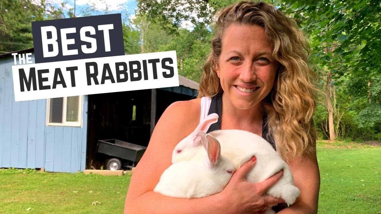 What Are The Best Meat Rabbit Breeds to Add to Your Homestead? - YouTube