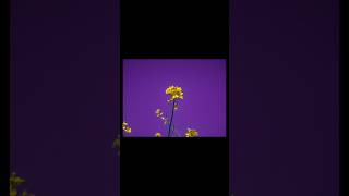 Rape Plant photography with Mobile phone #viral