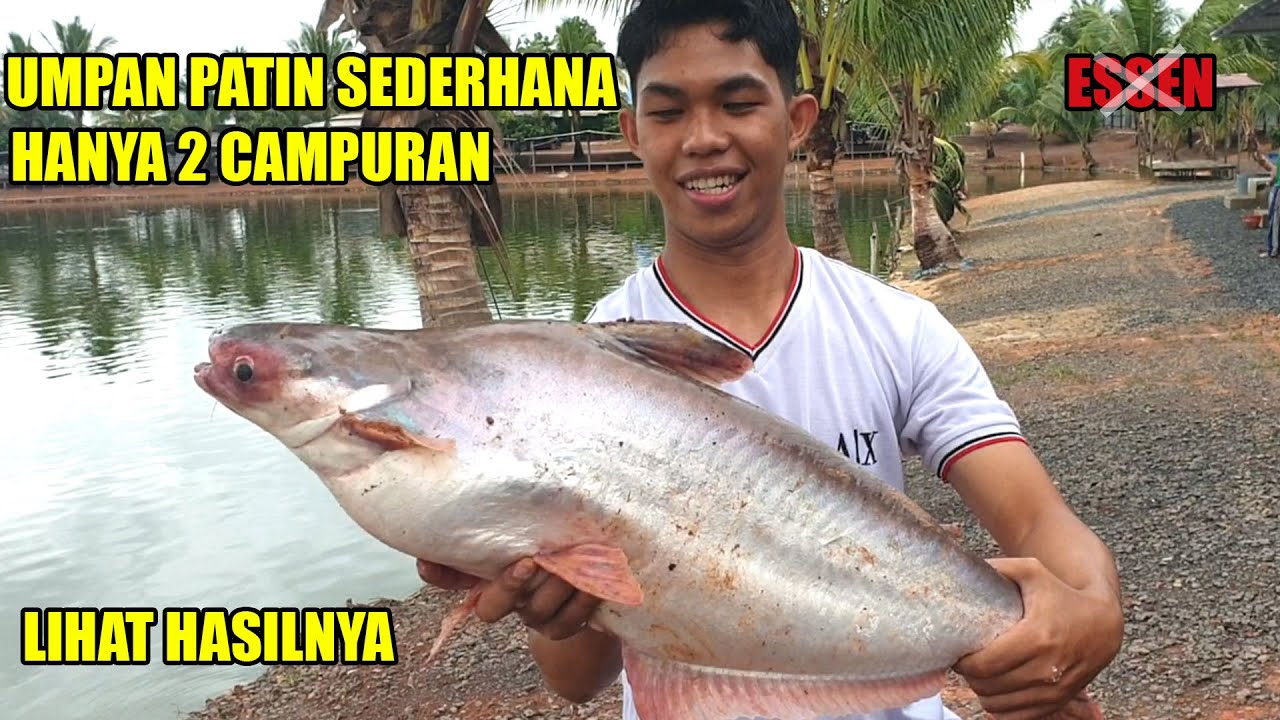 UMPAN PATIN KOLAM HARIAN || BARU LEMPAR LANGSUNG STRIKE - YouTube