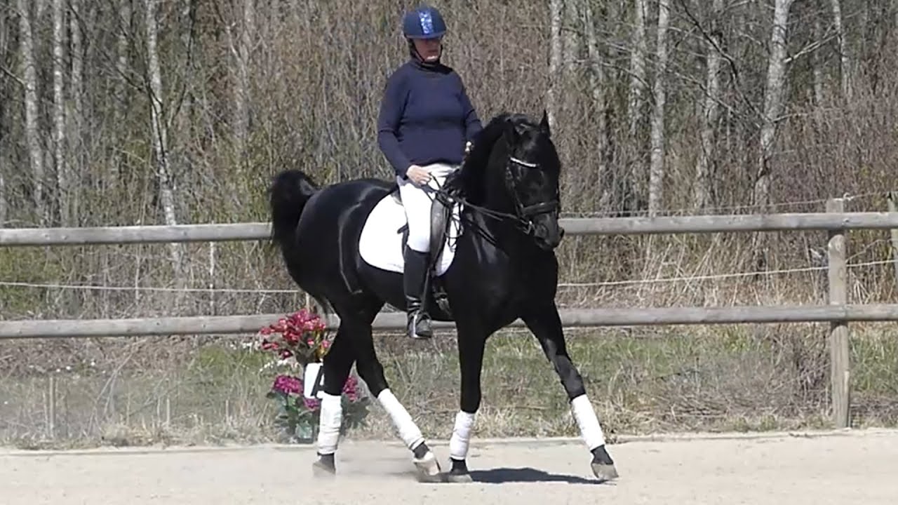 Stallion FLM Verdi – Powered by Hippo. Blomdekorerad bana, 22 april ...