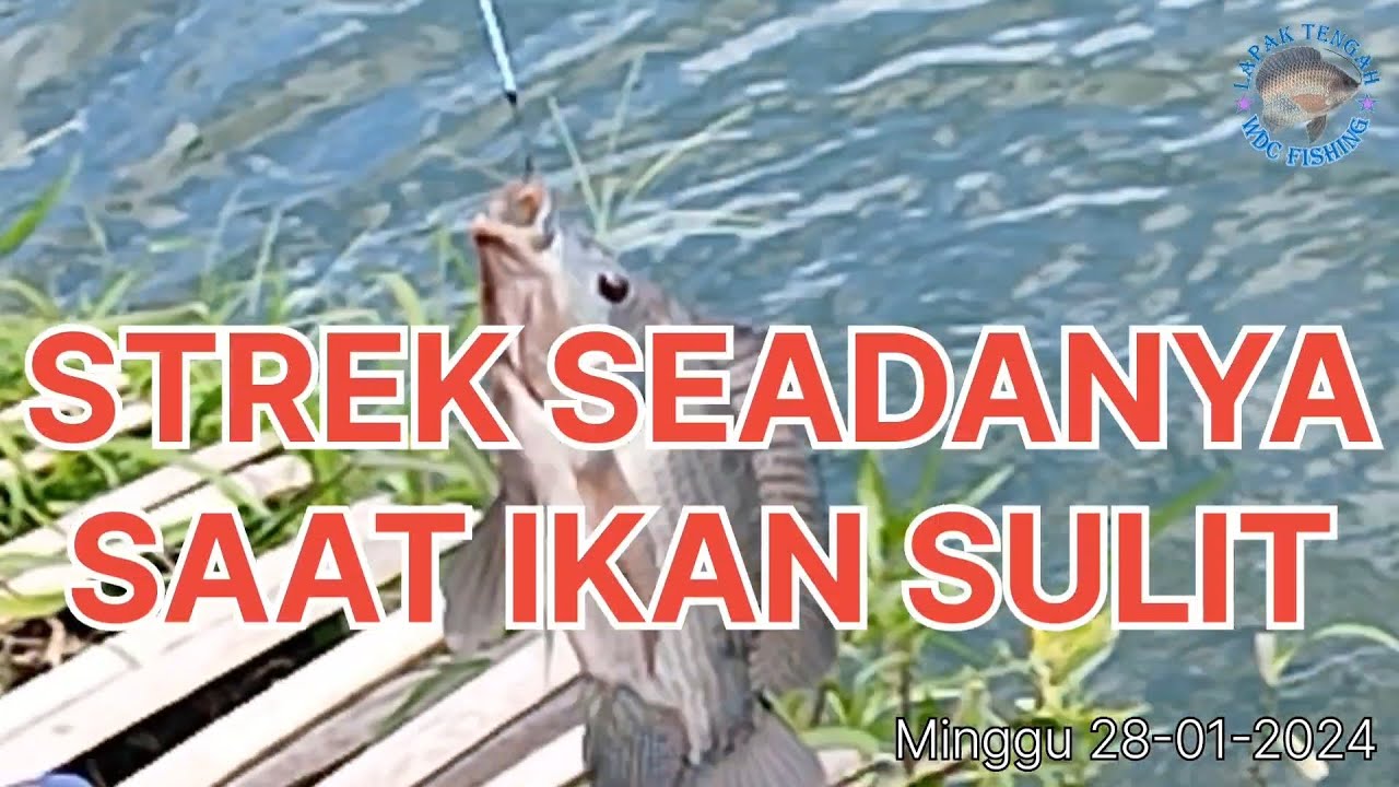 STREK SEADANYA SAAT IKAN SULIT - YouTube