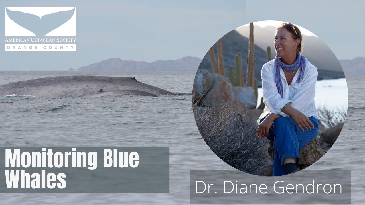 Monitoring Blue Whales with Dr. Diane Gendron - YouTube