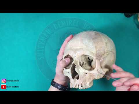 Os Zygomaticum