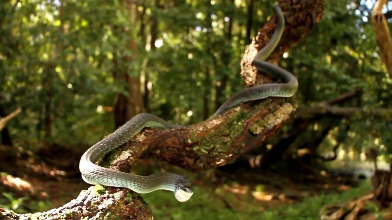 Blue Common Tree Snake - YouTube