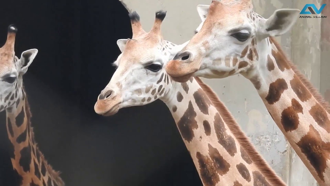 Giraffe Video | India's biggest Zoo | Alipore Zoo Kolkata - YouTube