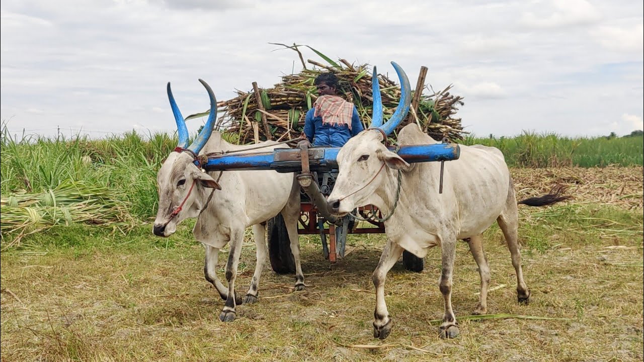 Bullock Cart heavy Loaded pulling | buffalo videos - YouTube