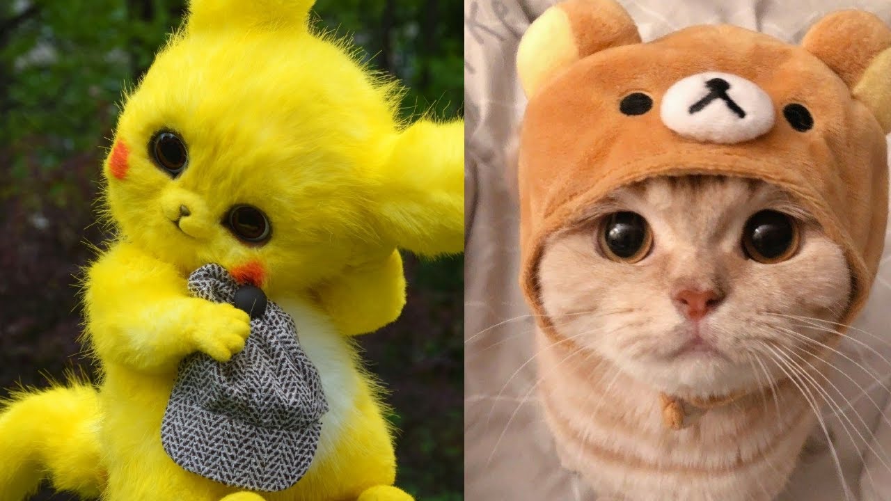 Baby Cats - Cute and Funny Cat Videos Compilation #2 / Cute Baby Cats ...