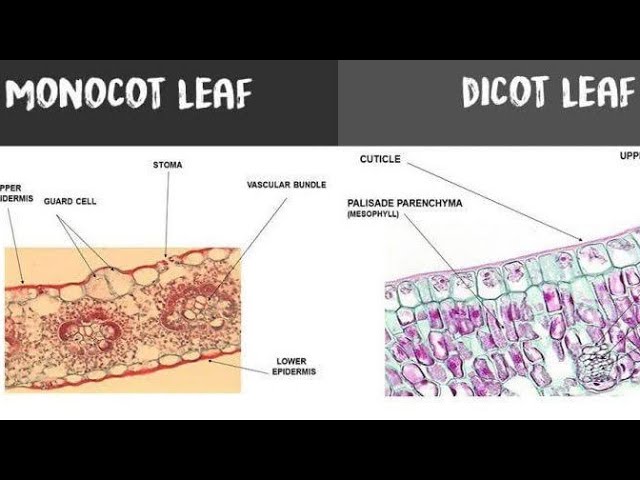 Monocot Vs Dicot Leaf Cross Section What Is The Difference Between TS