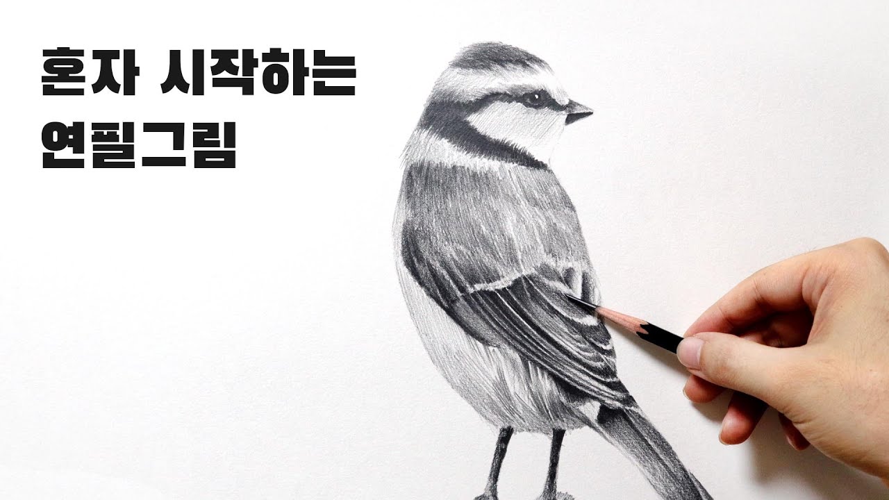 혼자 시작하는 연필소묘 새 드로잉 깃털 표현방법 Basic Pencil Drawing Youtube