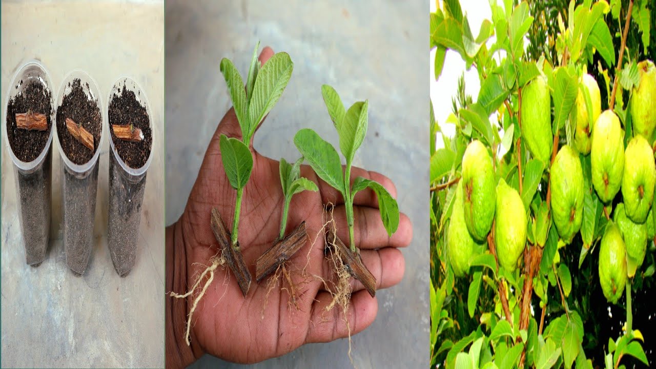 unique skill guava plant growing|how to grow guava plant at home| - YouTube