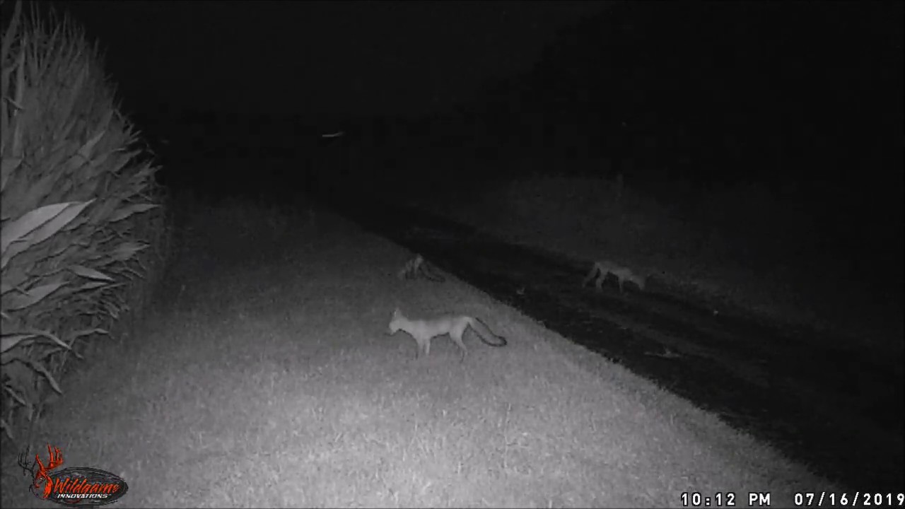 NIGHTTIME TRAIL CAM VIDEO OF RED FOX - TRAPPING 2019 - YouTube