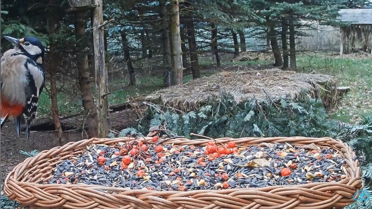 2017/12/09 10h12m Makov Bird feeder~A greater spotted woodpecker female ...