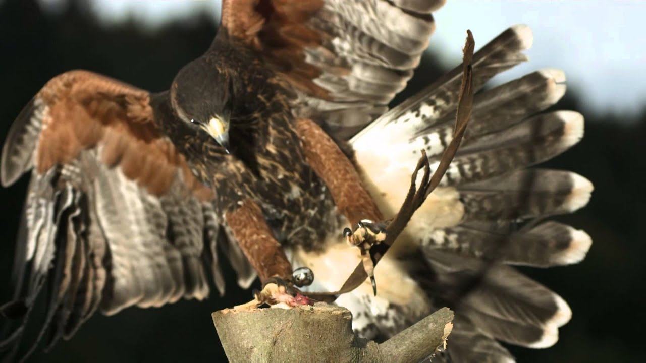 Anti-Turbulence System Inspired By Birds | RMIT University - YouTube