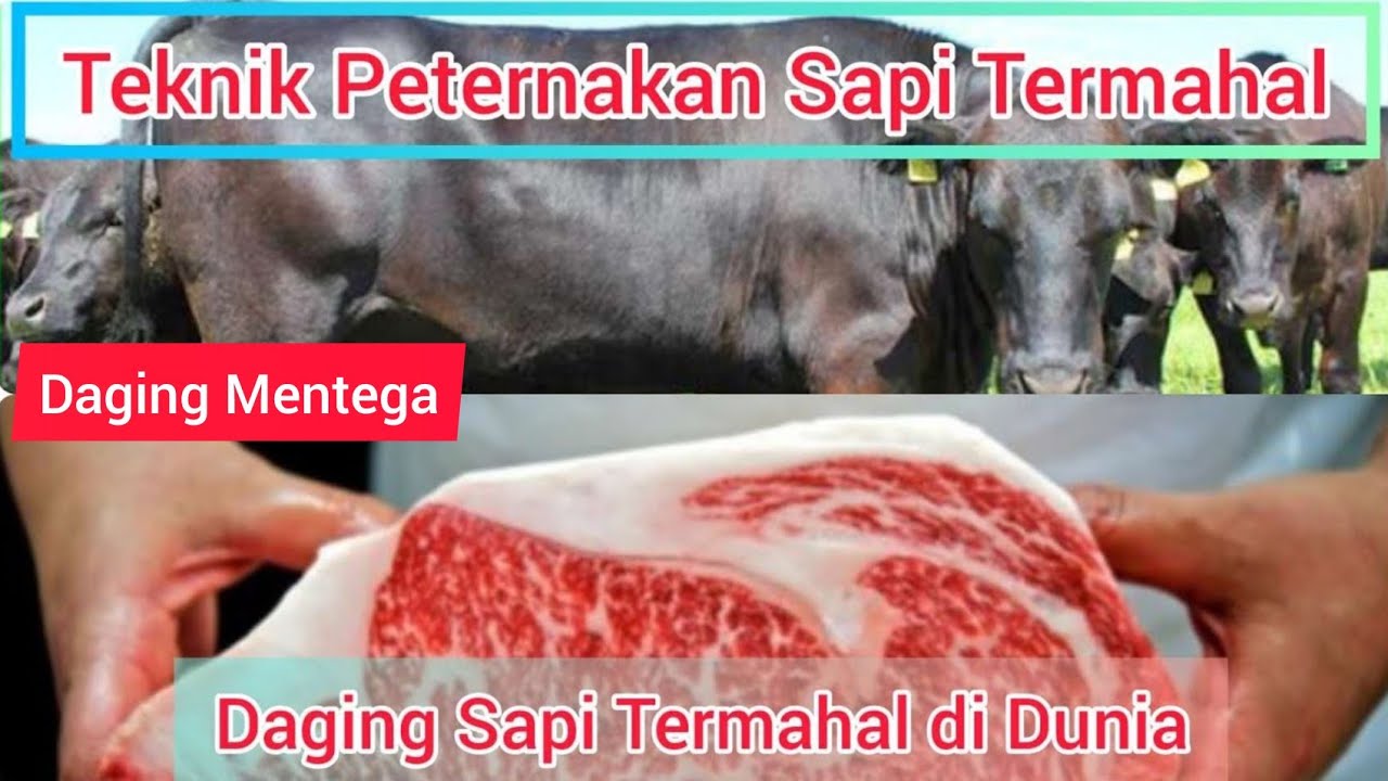 Teknik Proses Peternakan Sapi Wagyu Jepang | Harga Dagingnya Selangit ...