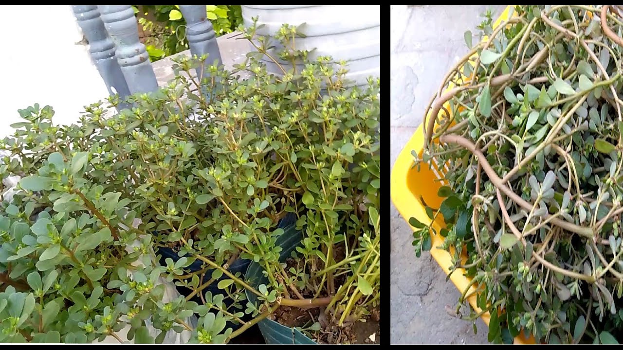 Kulfa saag Harvesting || Purslane Harvesting || A Journey to Food ...