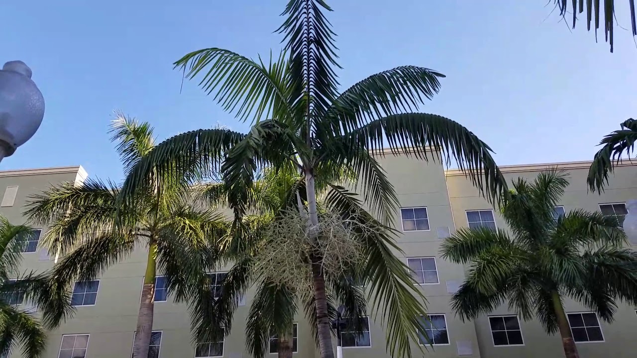 The Montgomery Palm - Veitchia arecina. Flyovers from MIA too! - YouTube