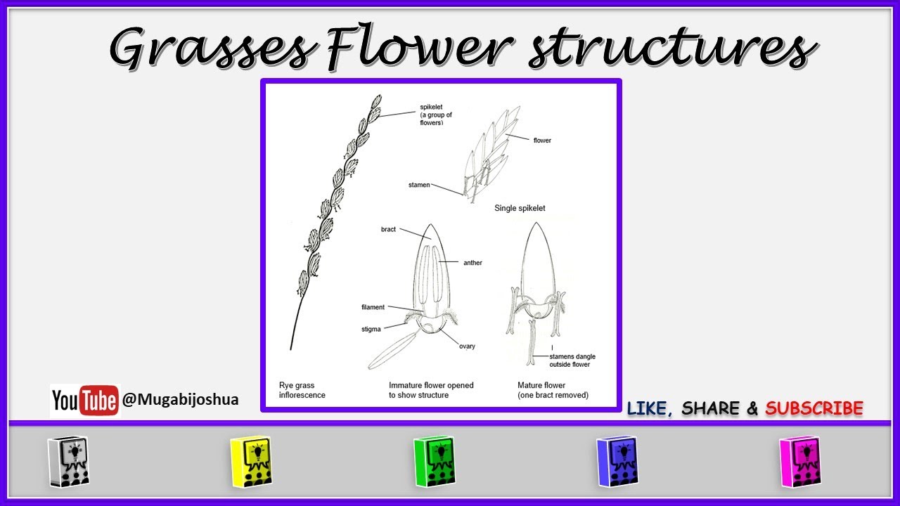 Grass Flower Structures - YouTube