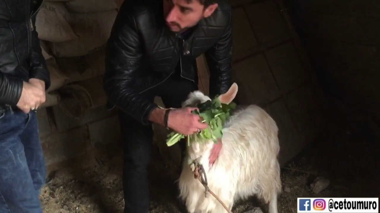 Xale çeto Kürtçe vine - YouTube